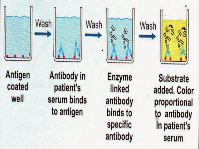 Medical Technology Healthcare Career Journey : INTRODUCTION TO ELISA