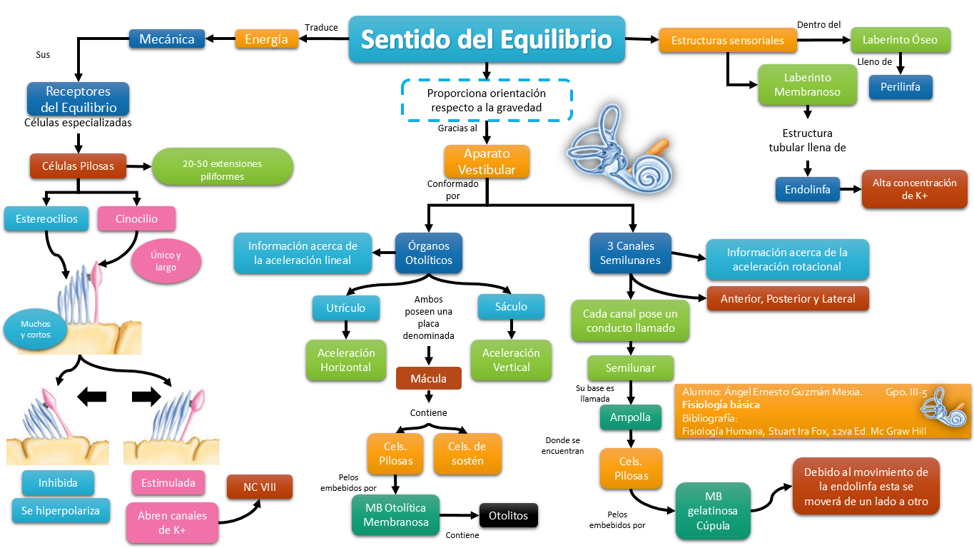 Fisiología Básica: Sentido del Equilibrio