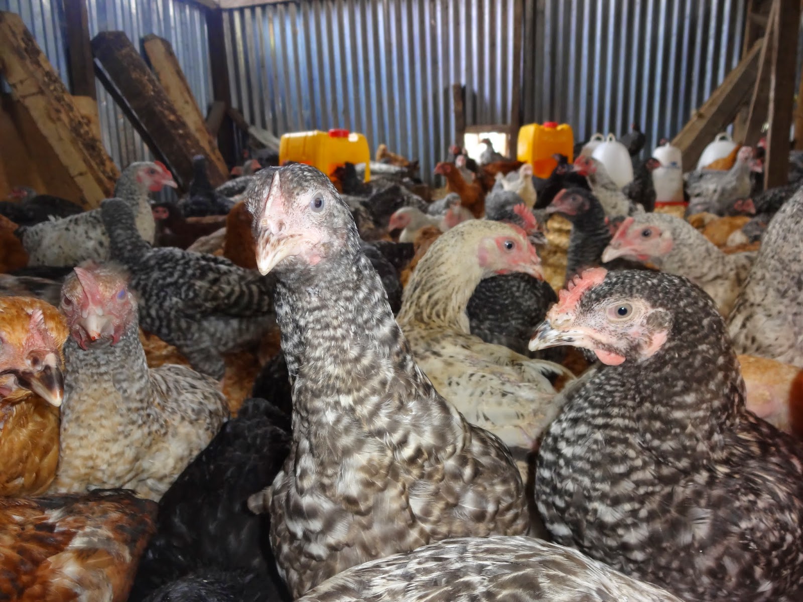Jolly Poultry: Why Kuroilers?