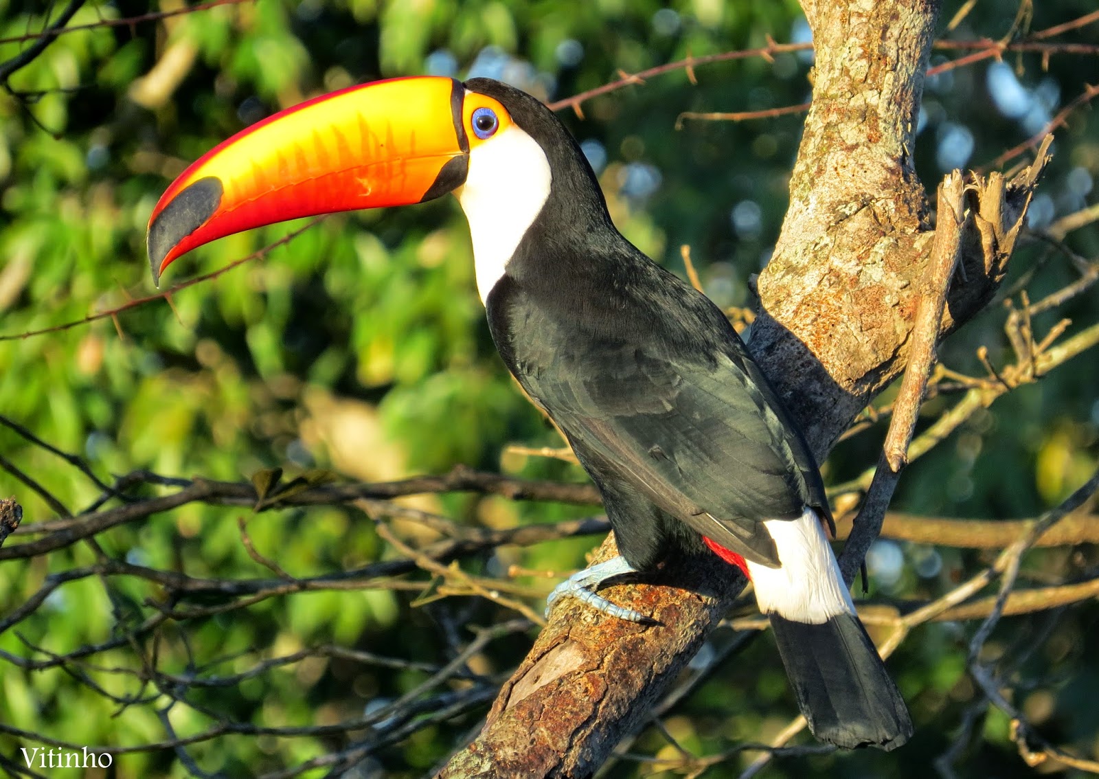 Aves Do Cerrado Brasileiro - FDPLEARN