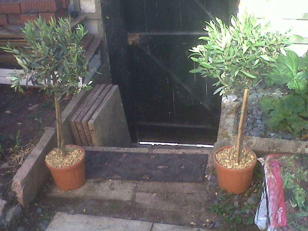 Coastal Gardening Society: Standard olive trees from Lidl