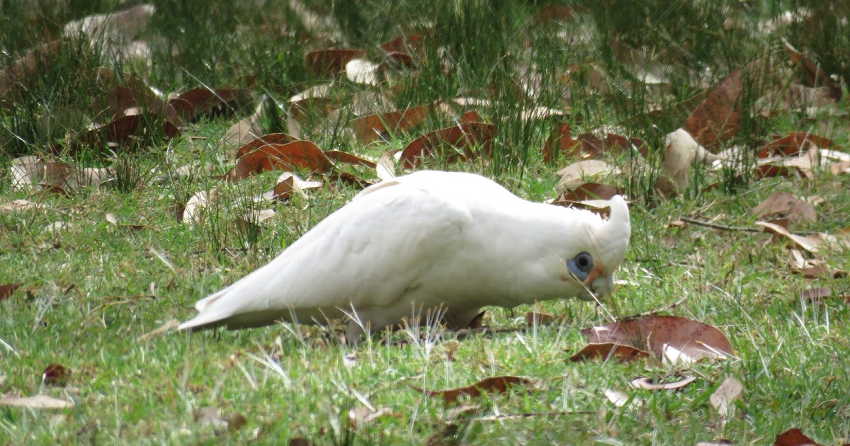 Bird & Travel Photos, Birding Sites, Bird Information: LITTLE CORELLA ...