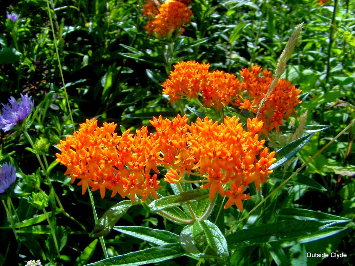Outside Clyde: Summer Shrubberies