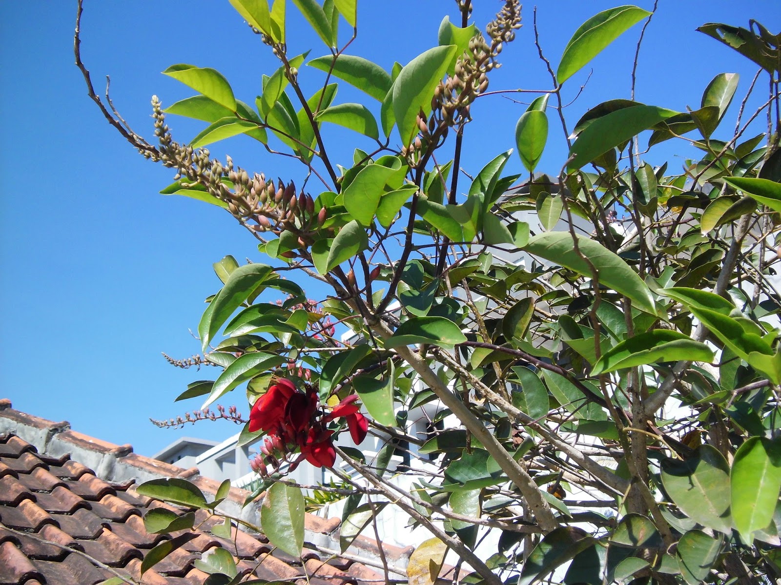 Coral Trees (Erythrina)