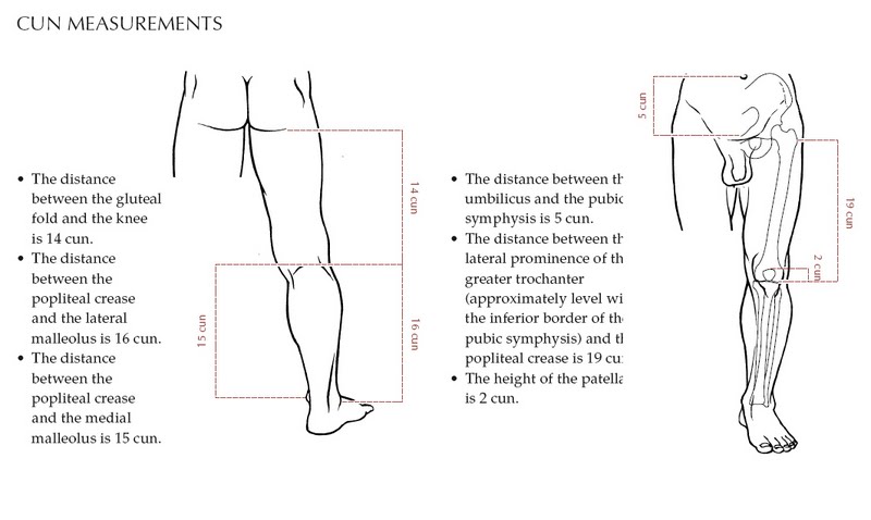 Cun Measurements - Legs | Acupuncture points, Accupuncture, Acupunture