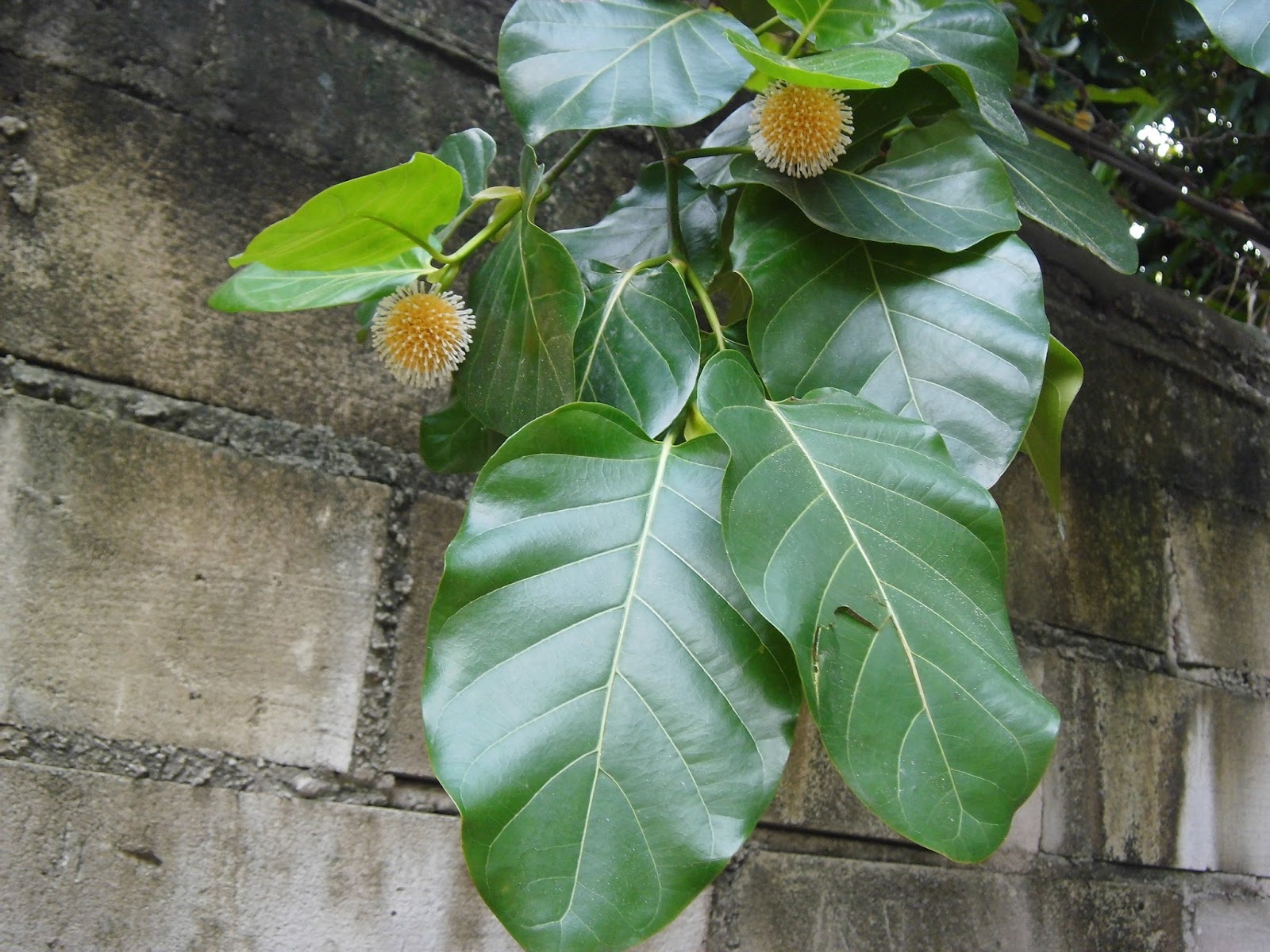 Gempol ( Nauclea orientalis )