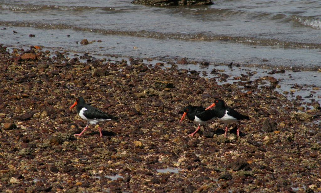 Birds and Wildlife of Saint Helena Island, Queensland, 04/05/12
