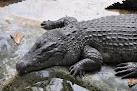 science & v v i p information 4u: Crocodile Scarification OF Papua New ...