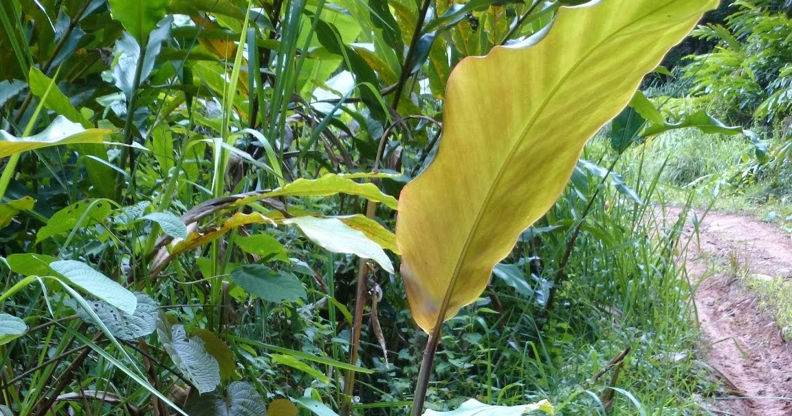 Rumah Hijau Telibong