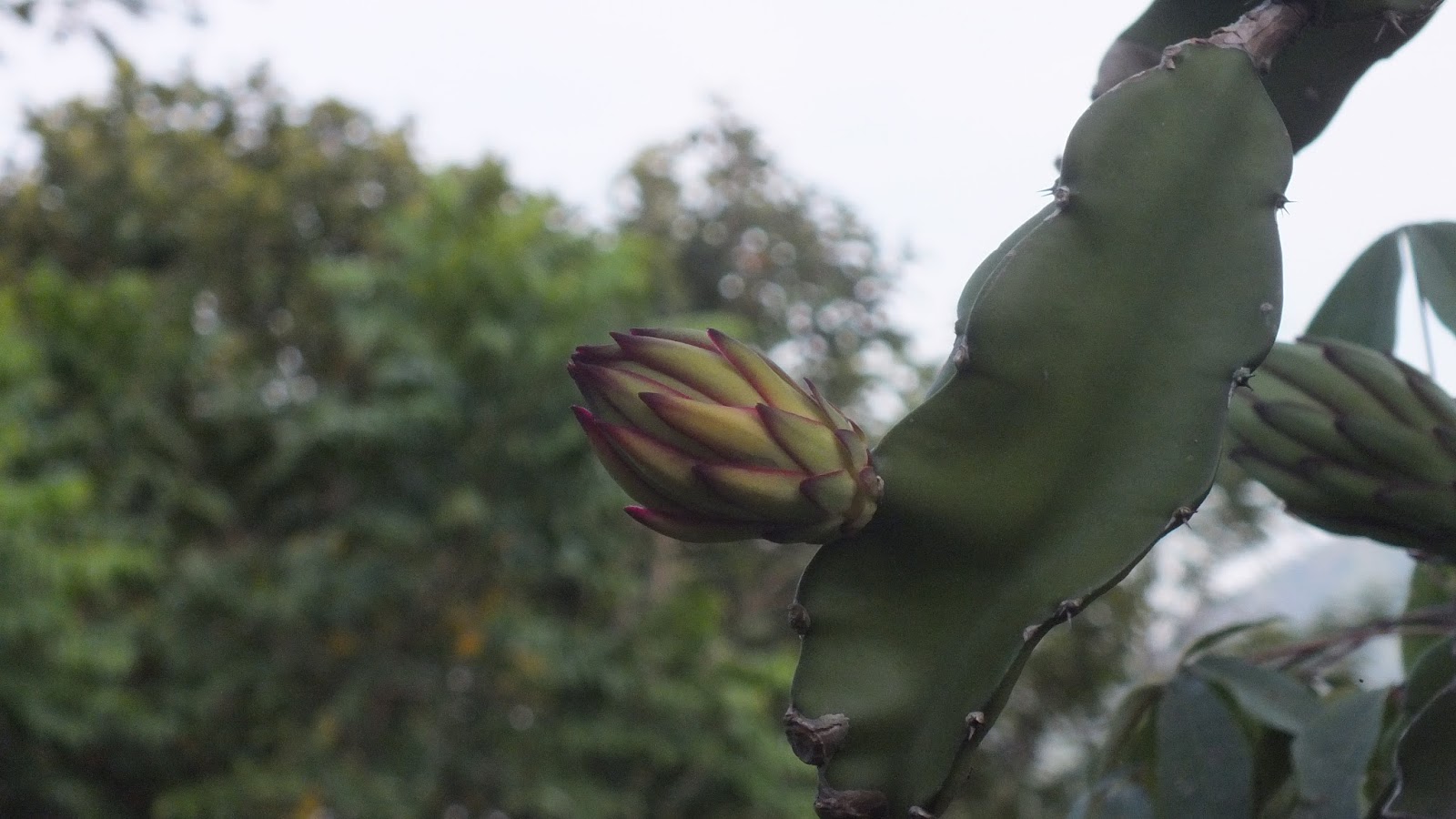 Kuncup Bunga Naga - ayunda