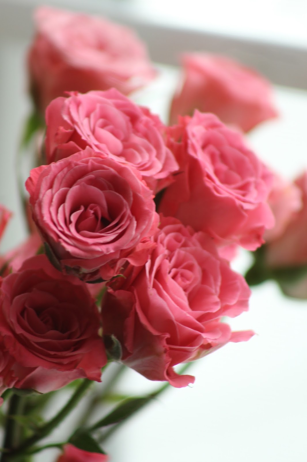 Photo Shoot: A Pink Bouquet of Roses!