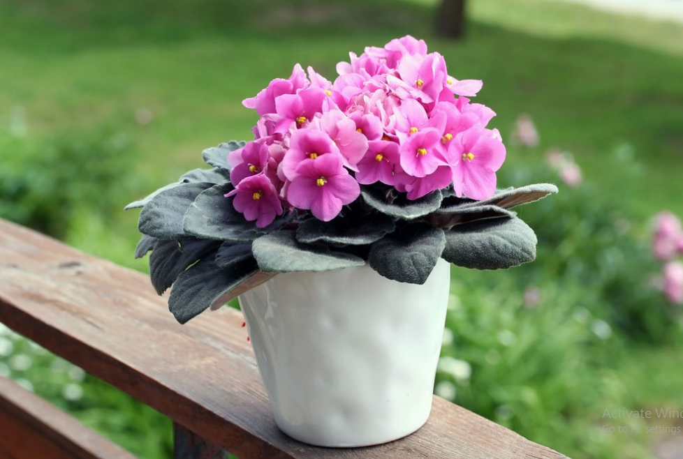 Da vaše biljke cvetaju dugo i bogato: Bujno cvetanje i lepo lišće ...