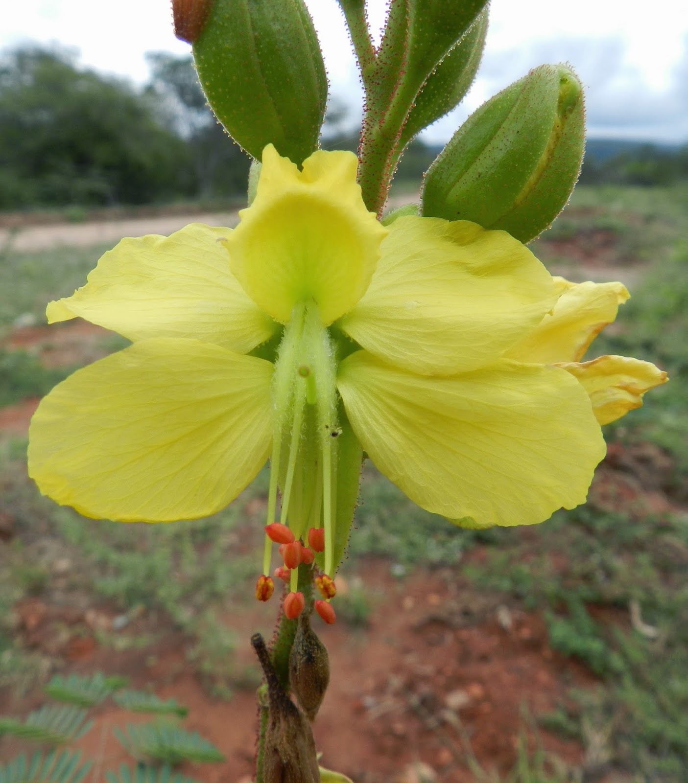 Fabaceae - Leguminosae no Brasil: Erythrostemon