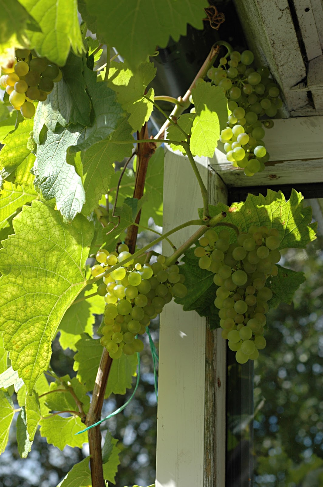 Mit grønne univers: Udendørs vindruer