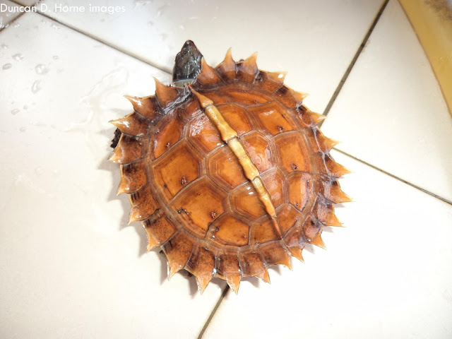 *The KUANTAN blog*: Strange tortoise species