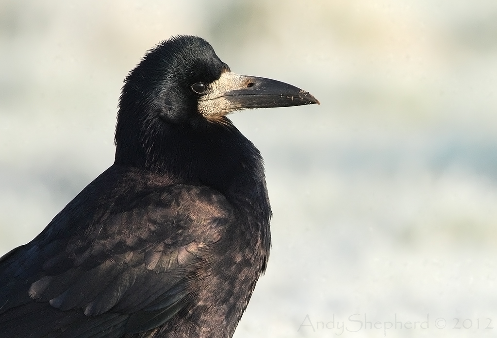 Andy Shepherd Wildlife Photography: Frosty Rooks