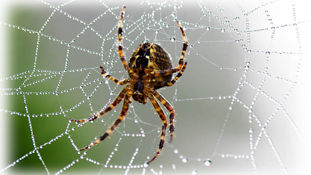 SAINS TEKNOLOGI DAN KEJURUTERAAN DALAM ISLAM: 2.4 - LABAH - LABAH