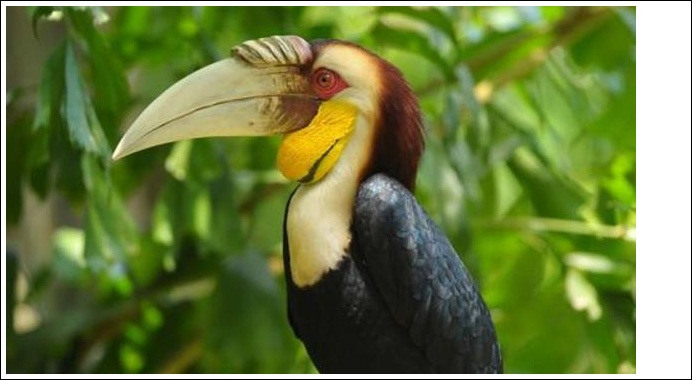 Gambar Burung Enggang | Dunia Binatang