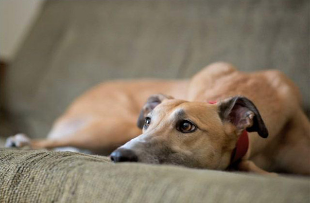Greyhound - Breed Profile | Australian Dog Lover