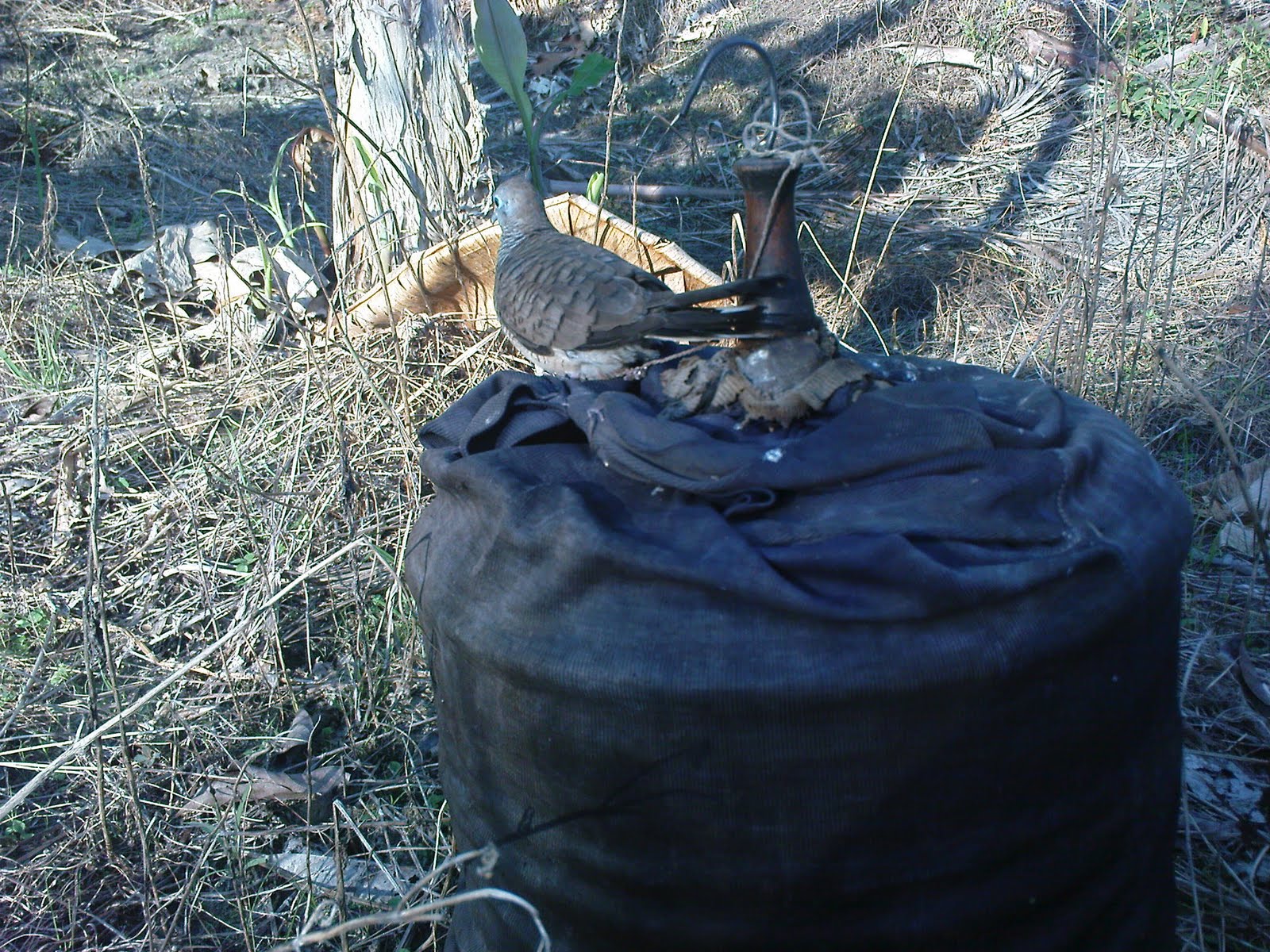 MIKAT BURUNG SUKANEGERI