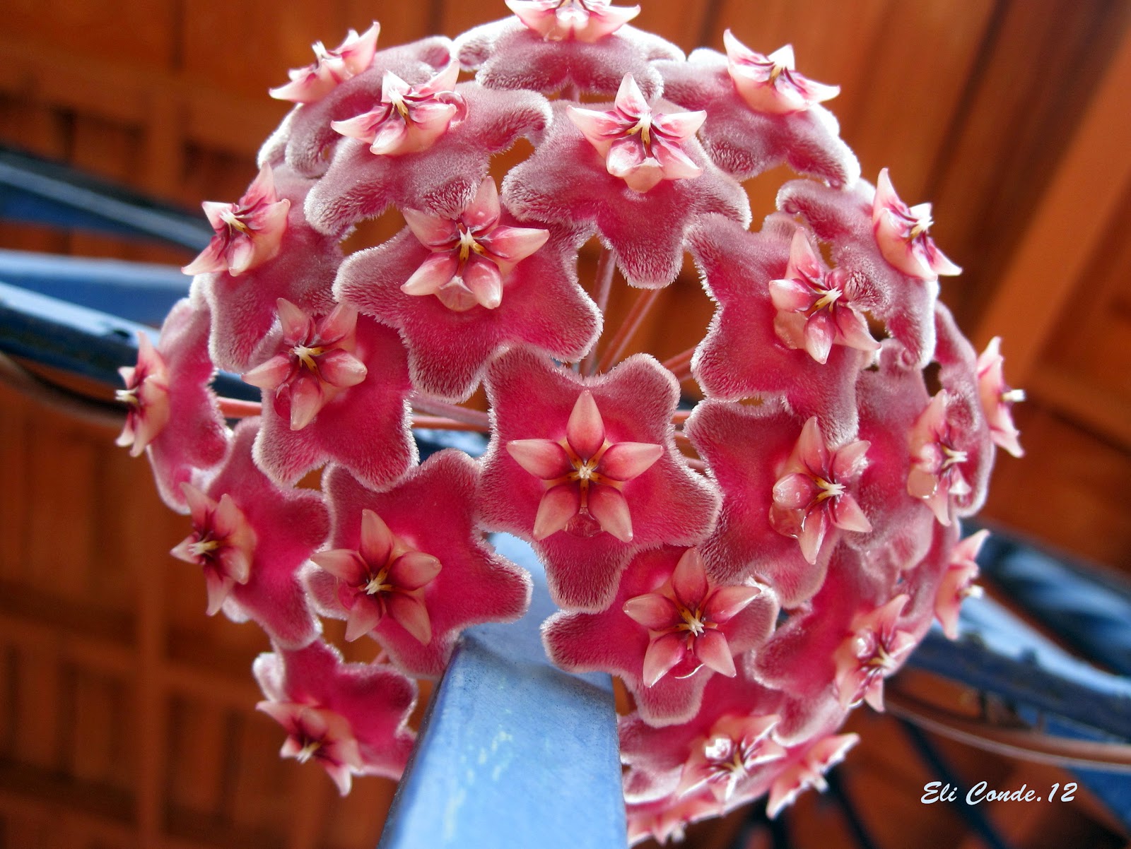 flor de seda | La flora en Rep. Dominicana