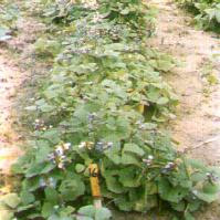 PLAAN : JÍQUIMA - Pachyrrhizus tuberosus