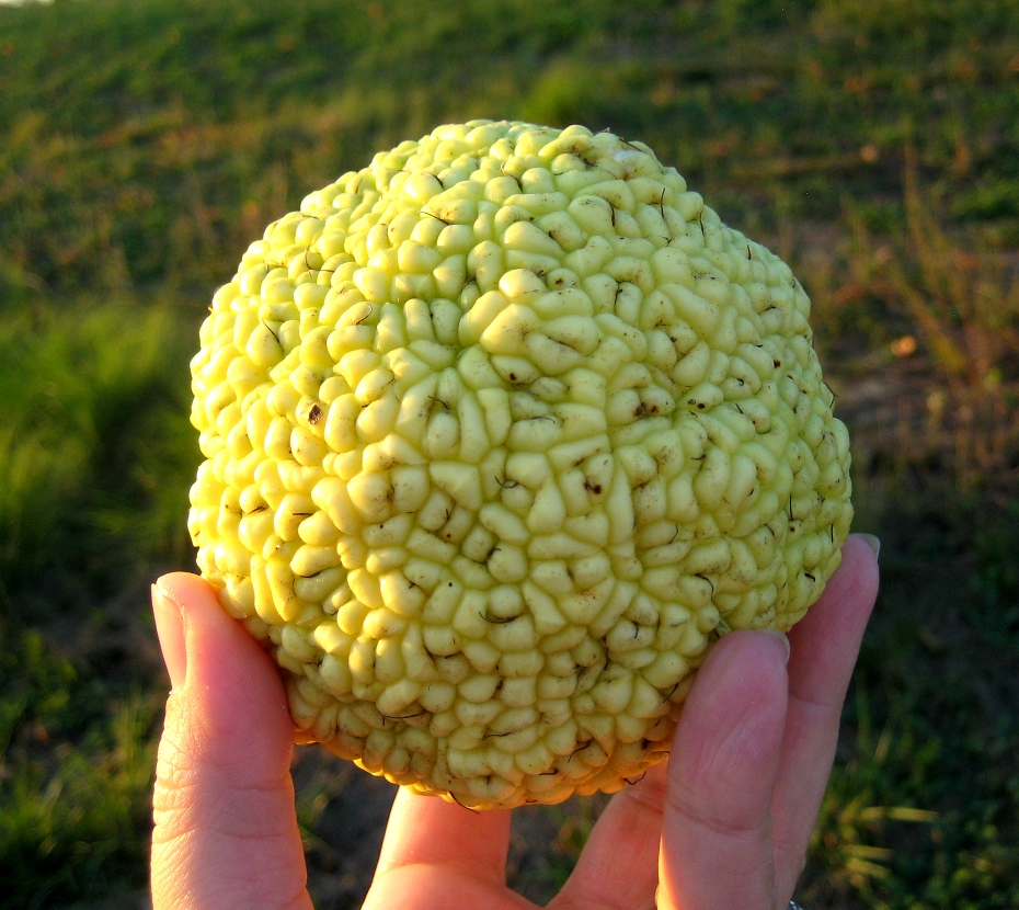 Sweet Virginia: Unexpected fall colors