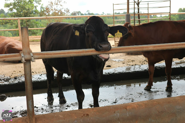 Melawat Ladang Susu Lembu Farm Fresh di Holstein Milk Company