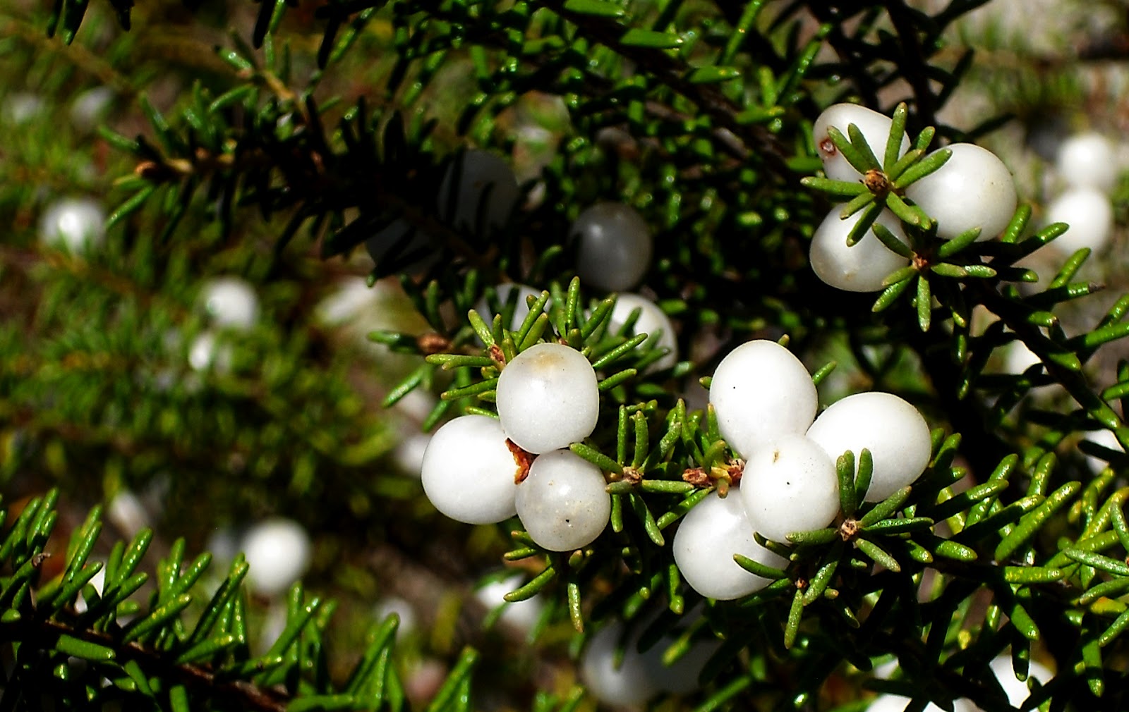 Magnólia: Camarinhas - Corema album