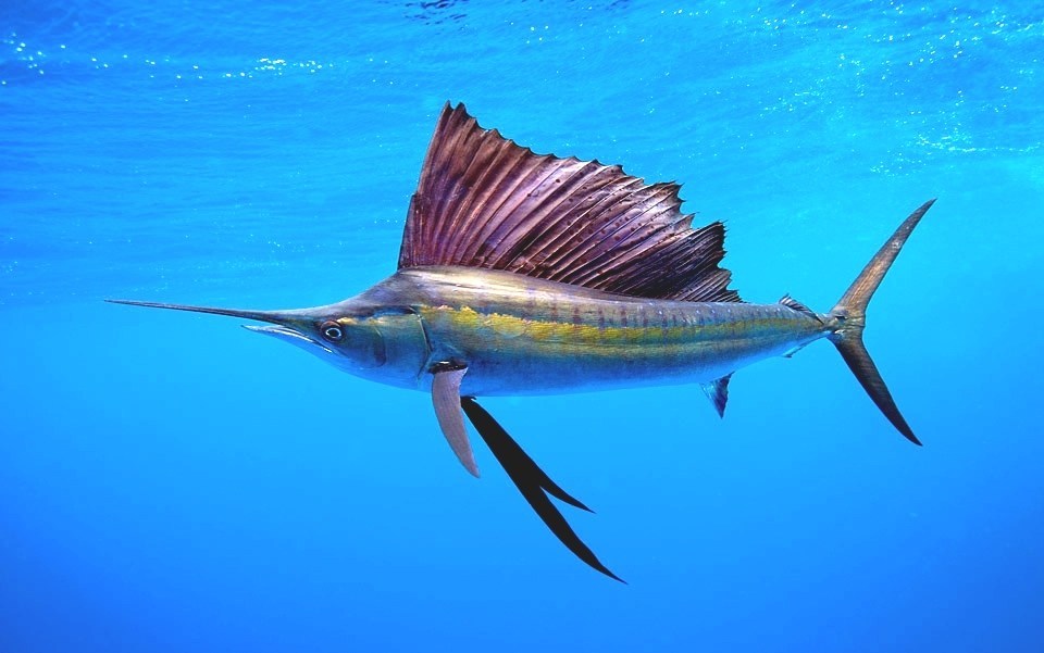 Sailfish - Whats The Fastest Fish