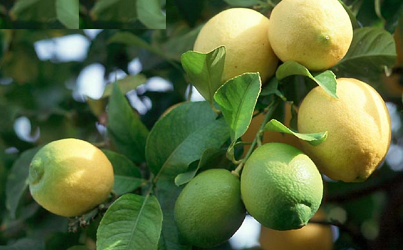 Peduli Ketahanan Hayati Jeruk: July 2016