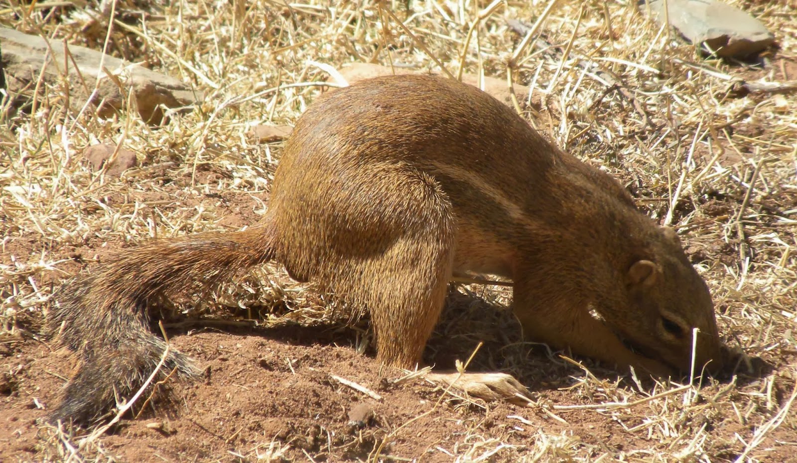 Faune/Flore Afrique de l'Est: Écureuil fouisseur