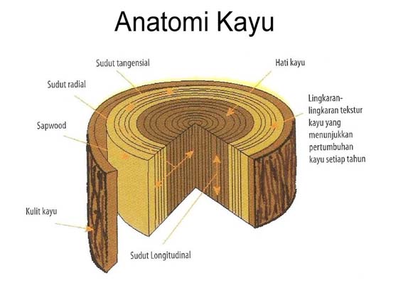 Mengenal Jenis Kayu Bagian Kayu Sifat Kayu Dan Karakter Kayu | Porn Sex ... Mengenal Jenis Kayu Bagian Kayu Sifat Kayu Dan Karakter Kayu | Porn Sex ...