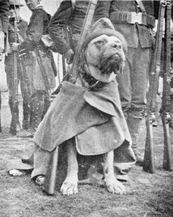 Famous Dogs in History: Jack Brutus: Spanish-American War Mascot