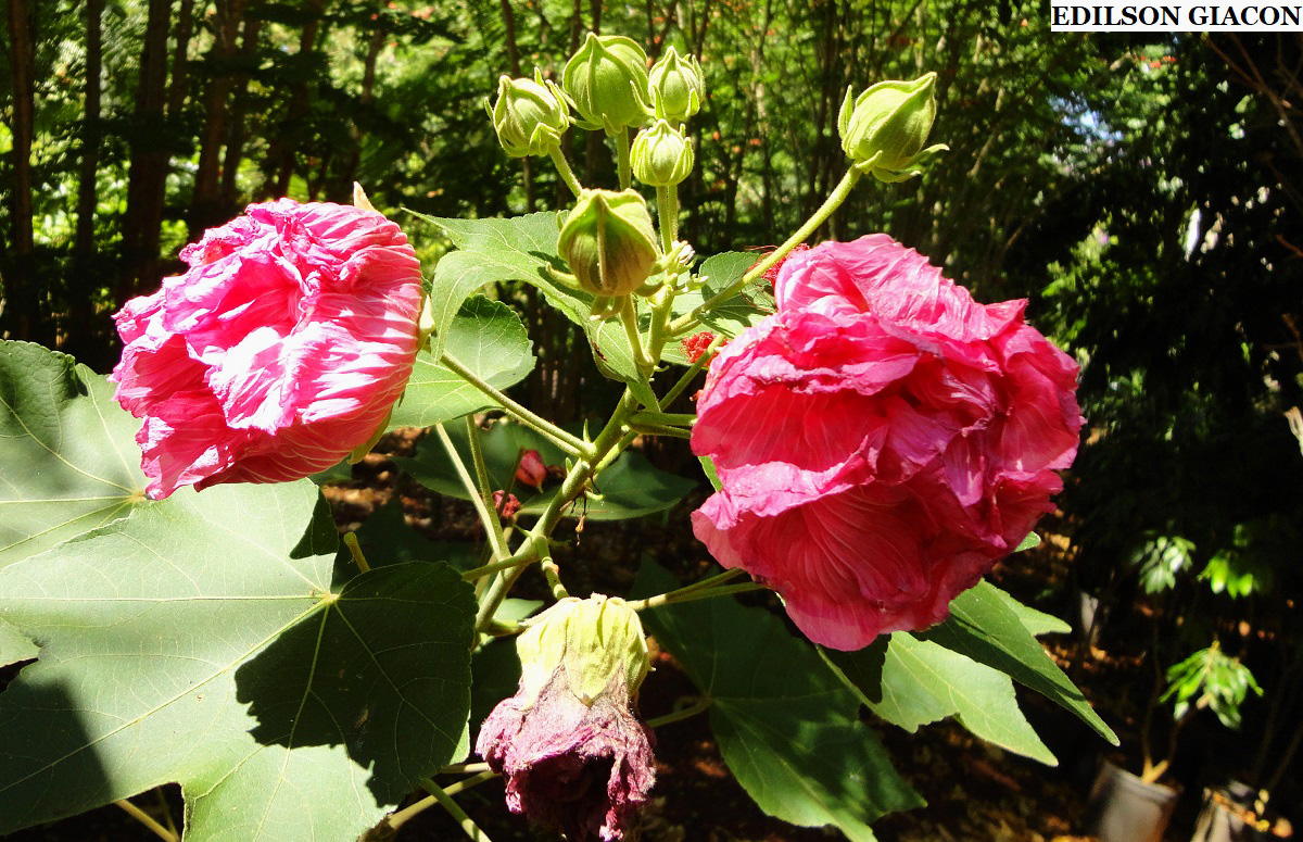 Viveiro Ciprest - Plantas Nativas e Exóticas: Rosa Louca ou Rosa Maluca ...