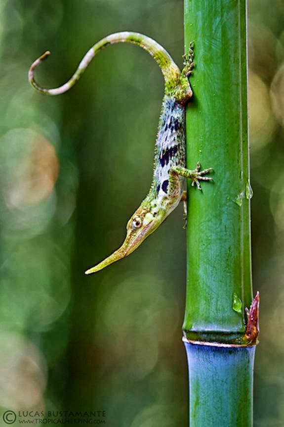 Species New to Science: [Herpetology / News • 2013] Anolis proboscis ...