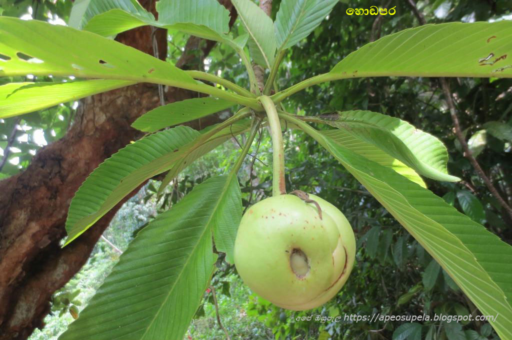 හොඬපර [Hodapara] (Dillenia indica) ~ අපේ ඔසුපැළ Medicinal Plants of Sri ...