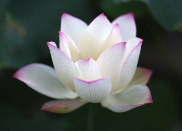 solitary dog sculptor: 04/21/13