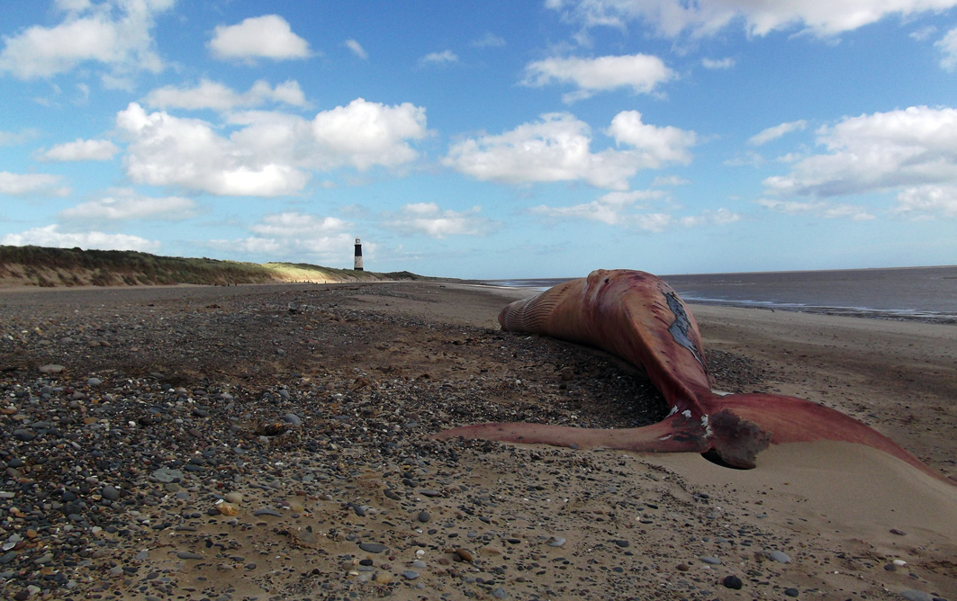 indie birder: Flamborough and Spurn, East Yorkshire - 10th-11th ...