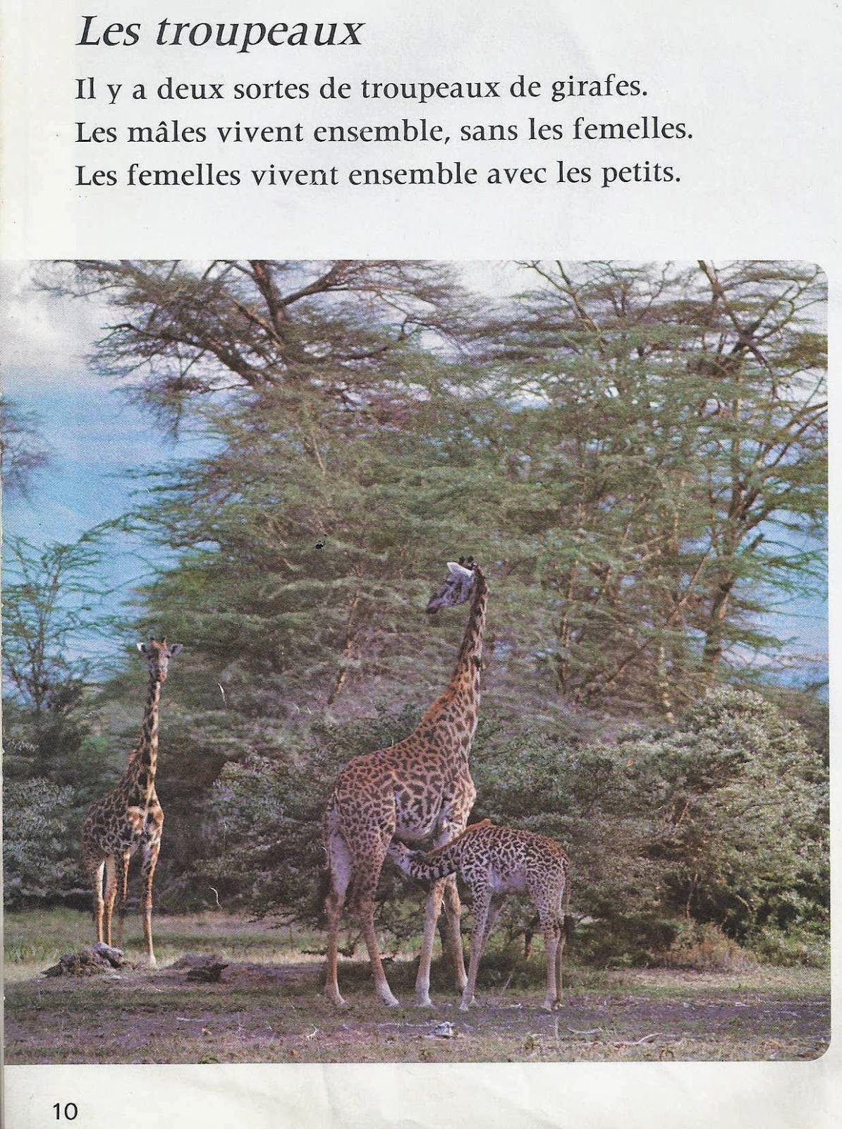 Leçons de choses: La girafe