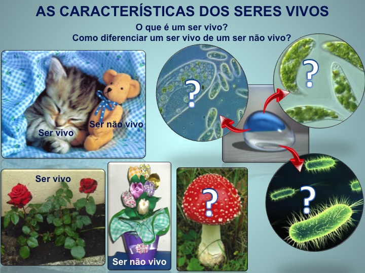 Professora Bárbara - Ciências: Características dos Seres Vivos - Slides
