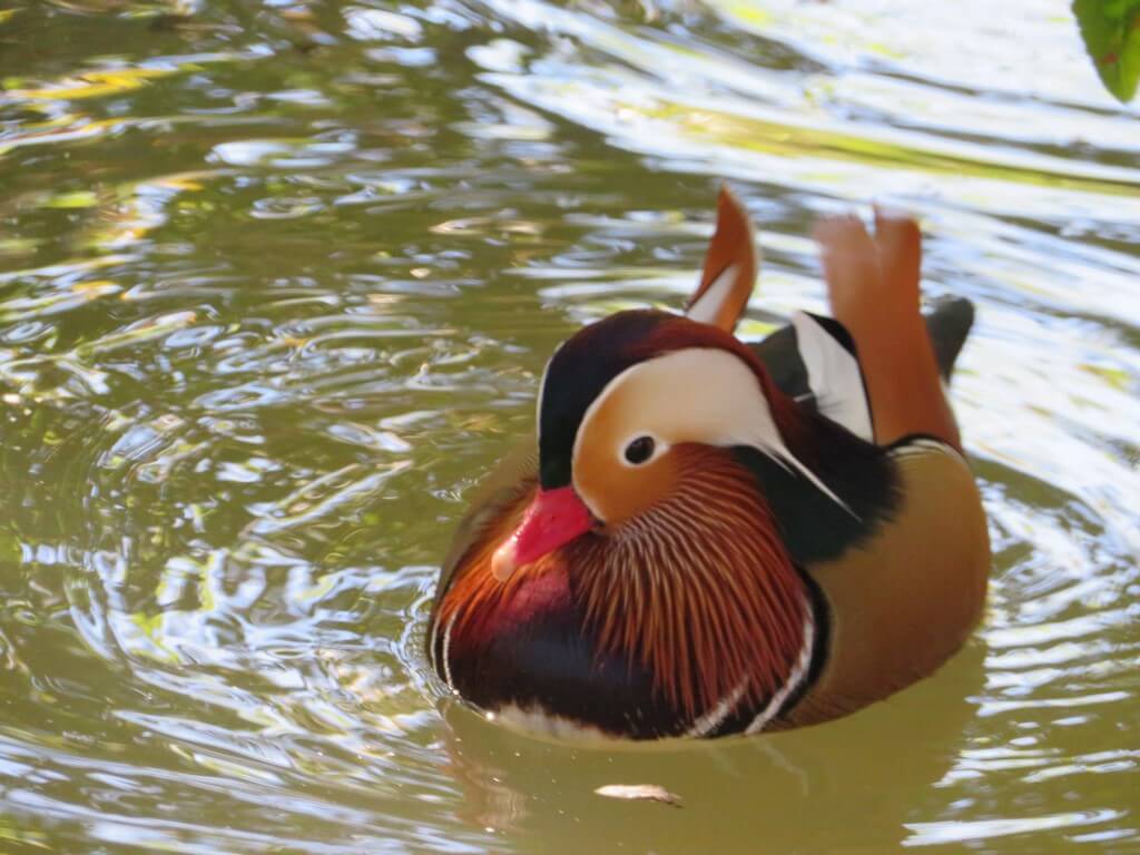 DIVAGAR SOBRE TUDO UM POUCO - Poemas, Flores, Pinturas, Férias: Pato ...