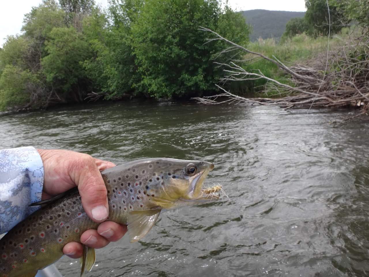 Fish Spotter: Rio Grande