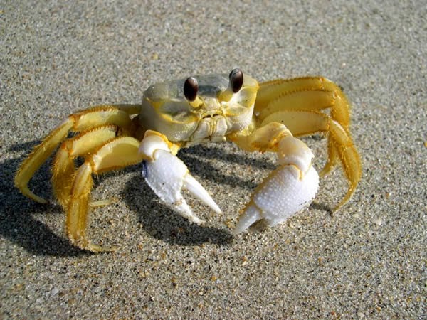 Gereksiz Bilgiler Rehberi: Yengeçler neden yan yürür