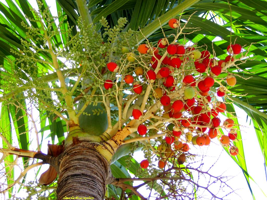 Tree Wallpapers, Wallpapers Tree, Tree Flower Wallpaper, Wallpaper Tree ...