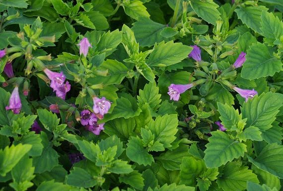 BOSILJAK DIVLJI (Calamintha officinalis Moench l) - Narodno liječenje ...