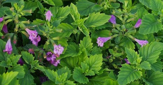 BOSILJAK DIVLJI (Calamintha officinalis Moench l) - Narodno liječenje ...