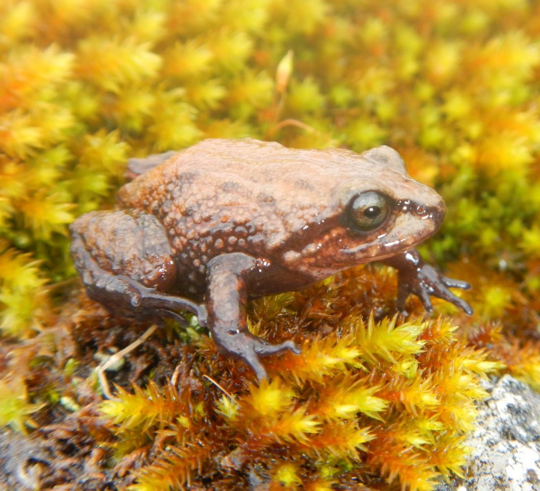 Species New to Science: [Herpetology • 2017] Pristimantis attenboroughi ...