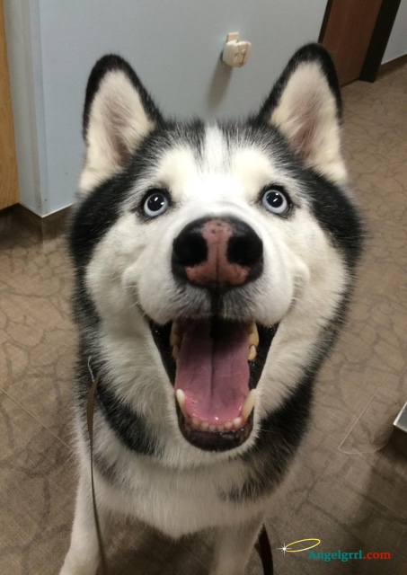 White Wolf : Happiest Siberian Huskies Who Show The Best Smiles