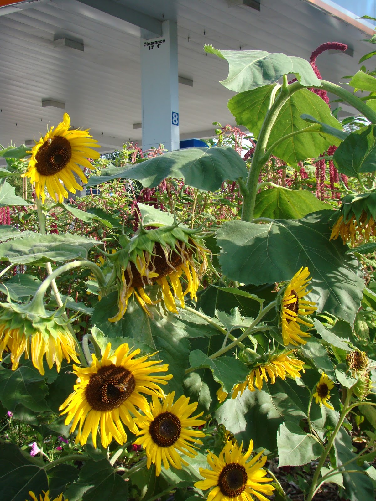 The Glorious Sunflower - The Fourth Sister
